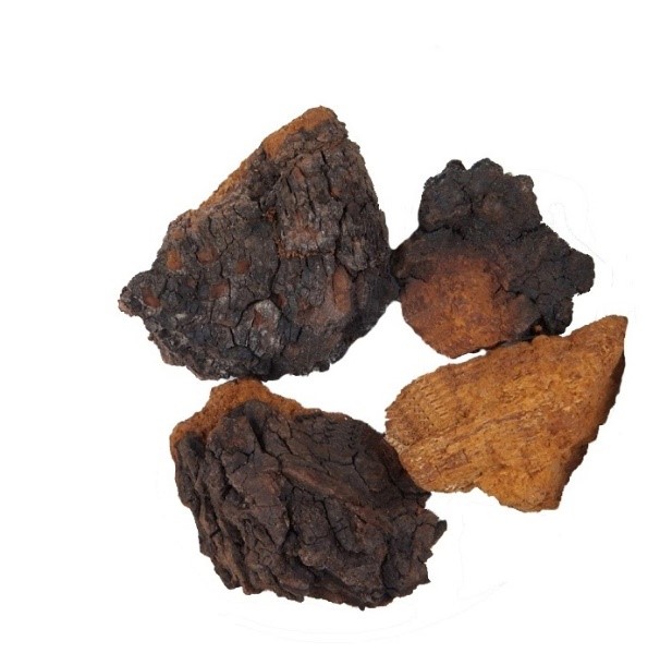Organic Dried Chaga Mushroom Powder | bxfood